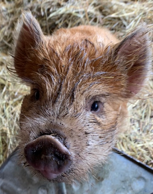 KuneKune Pig – Tika – Black Frog Farm